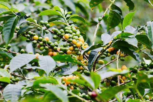 Specialty Coffee from Caravan Coffee Roasters